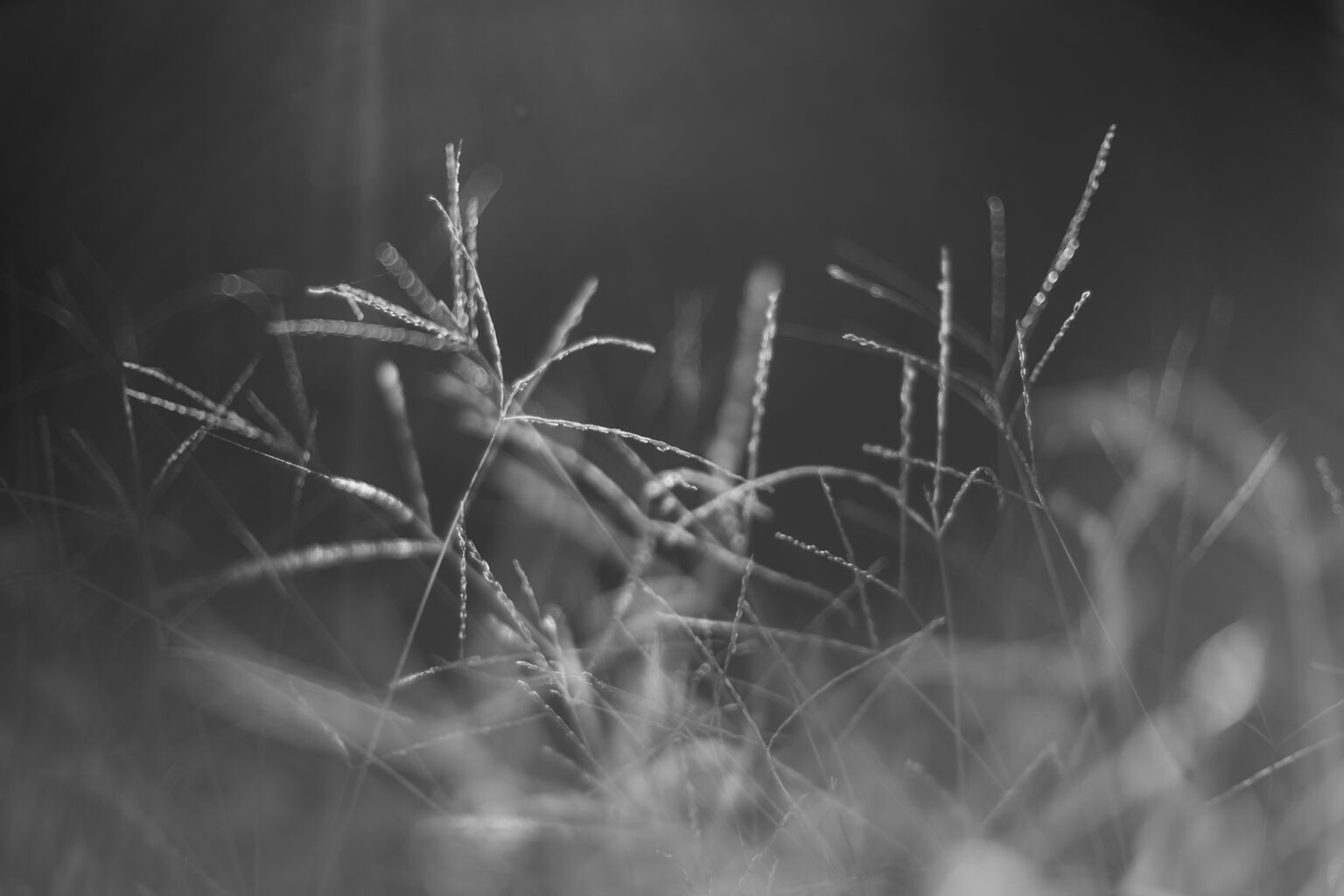Super Takumar 50mm F1.4とLEICA M11 | 写真と狼
