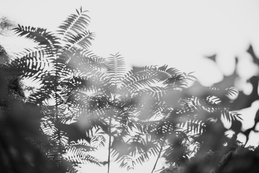 Super Takumar 50mm F1.4とLEICA M11 | 写真と狼